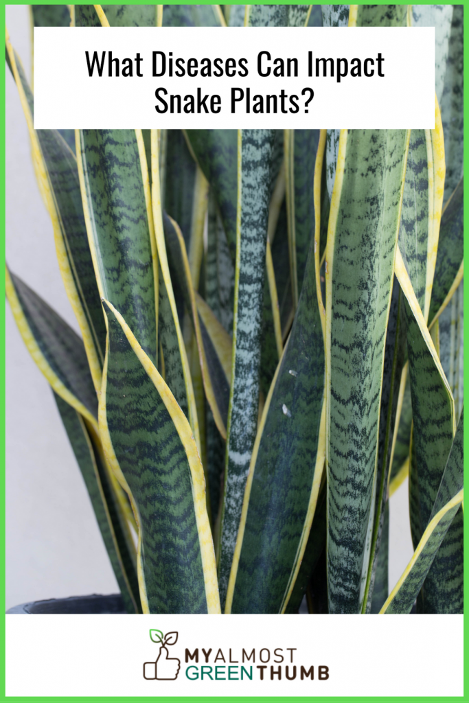 Snake Plant: The Complete Guide To Growing And Care - My Almost Green Thumb