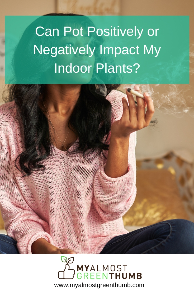Can Pot Positively or Negatively Impact My Indoor Plants? - My Almost ...