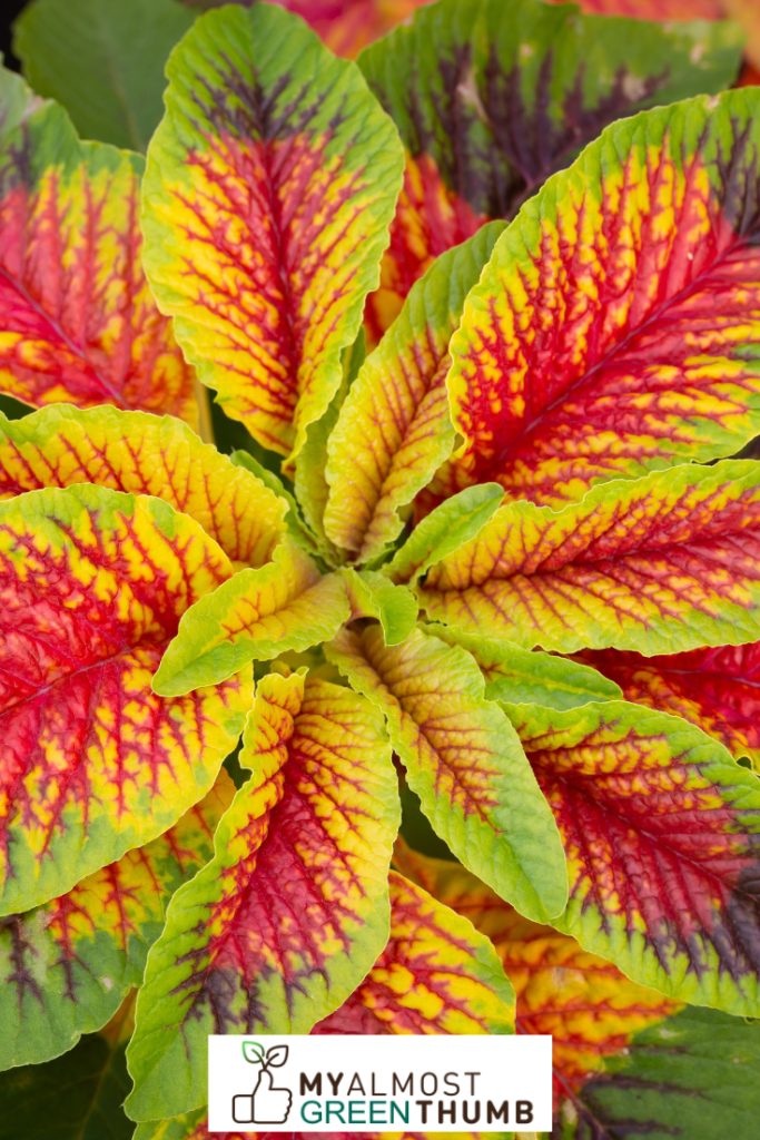 Why Is Joseph’s Coat Dying? Tips for Rescuing Your Dying Amaranthaceae ...