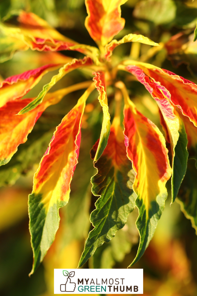 Reasons a Joseph’s Coat Plant Should Be Part of Your Home or Office ...