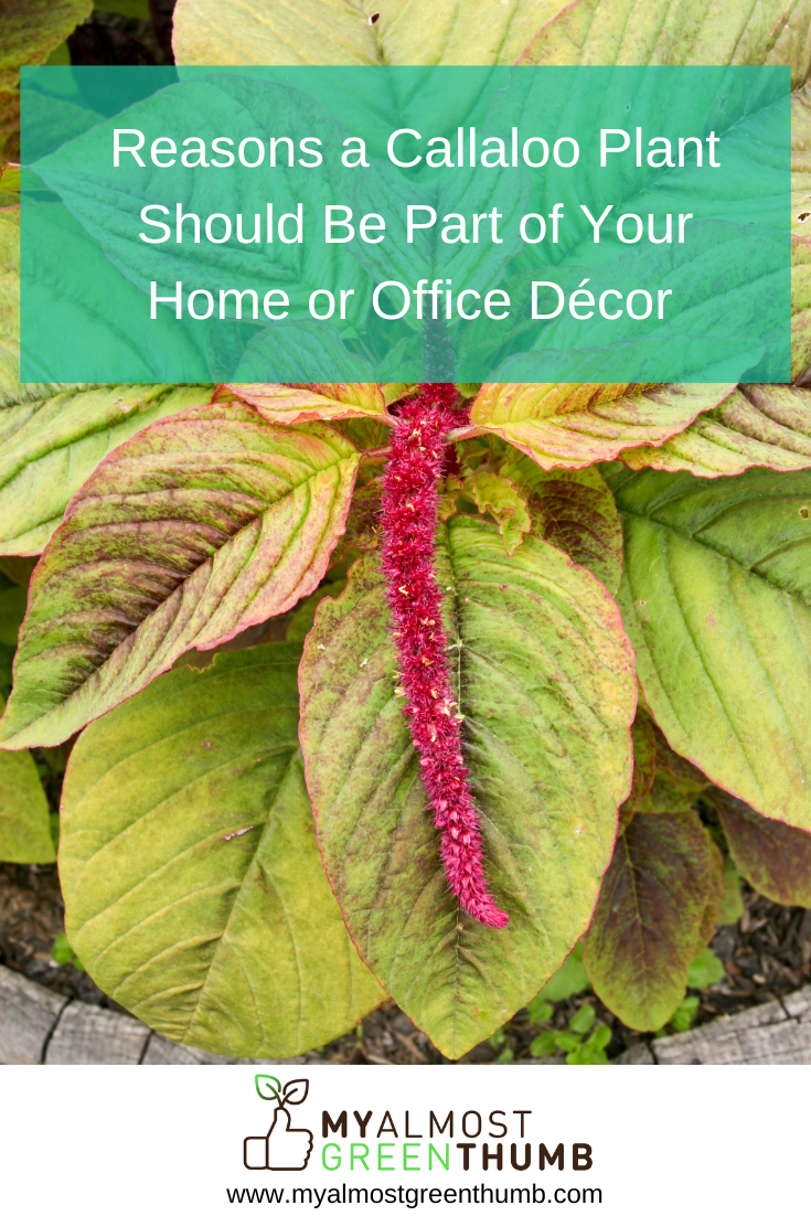 Reasons a Callaloo Plant Should Be Part of Your Home or Office Décor ...
