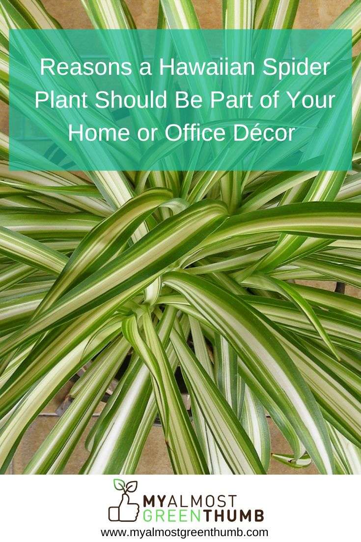 Reasons a Hawaiian Spider Plant Should Be Part of Your Home or Office ...